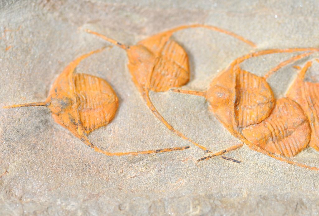 Череп мозазавра Prognathodon overtoni