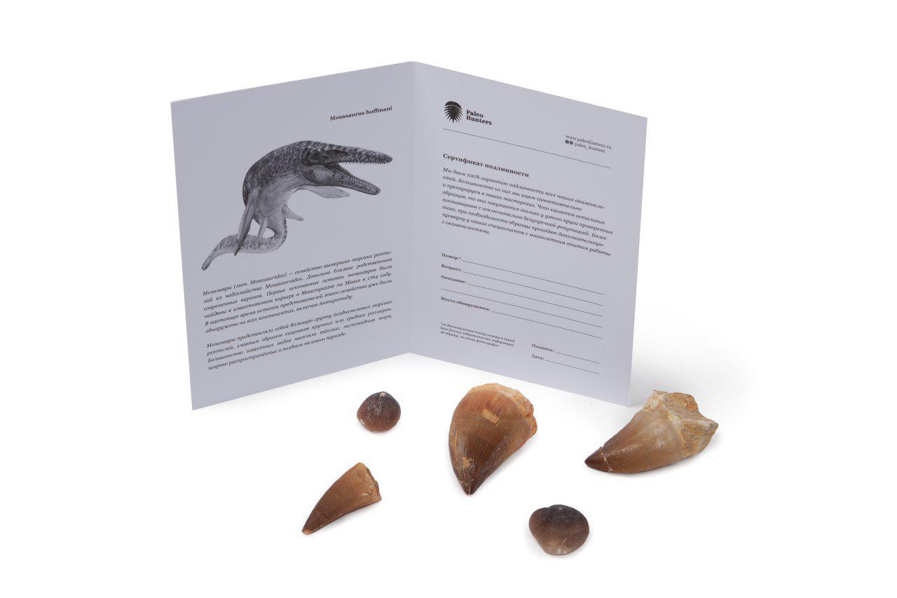 Череп мозазавра Prognathodon overtoni