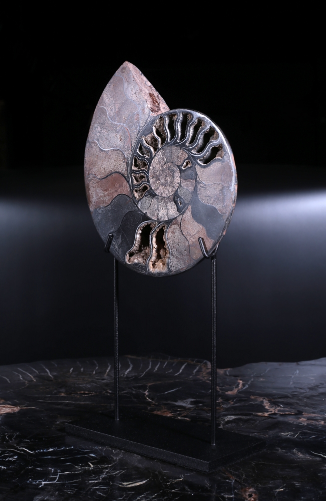 Аммонит Cleoniceras sp.