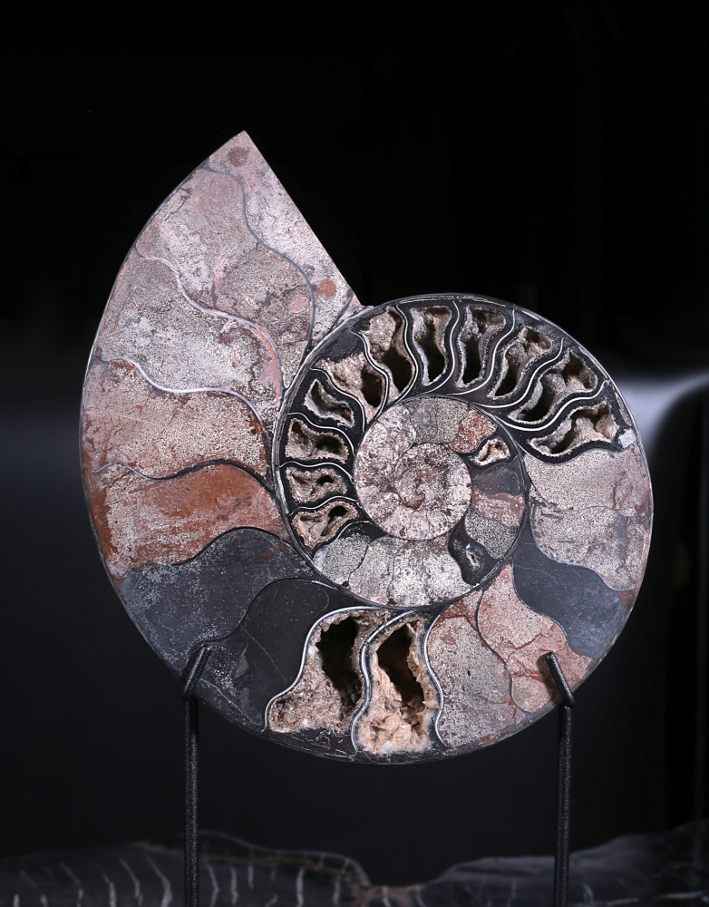 Аммонит Cleoniceras sp.